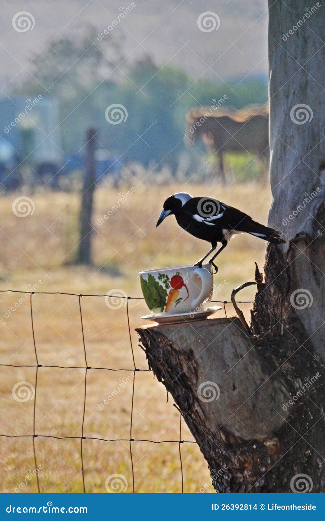 Magpie Feeding from Giant Cup and Saucer Stock Photo - Image of feeding ...