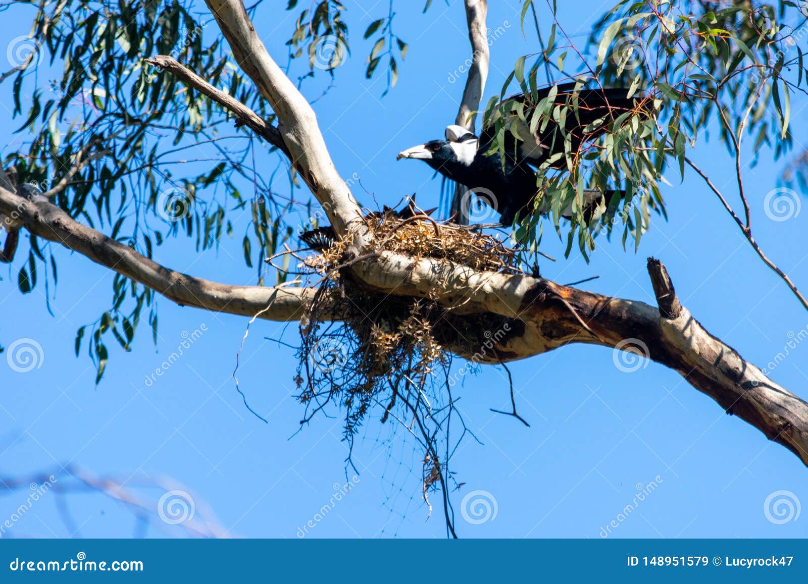 A Magpie Feeding Its Babies in a Nest on a Branch Stock Image - Image ...