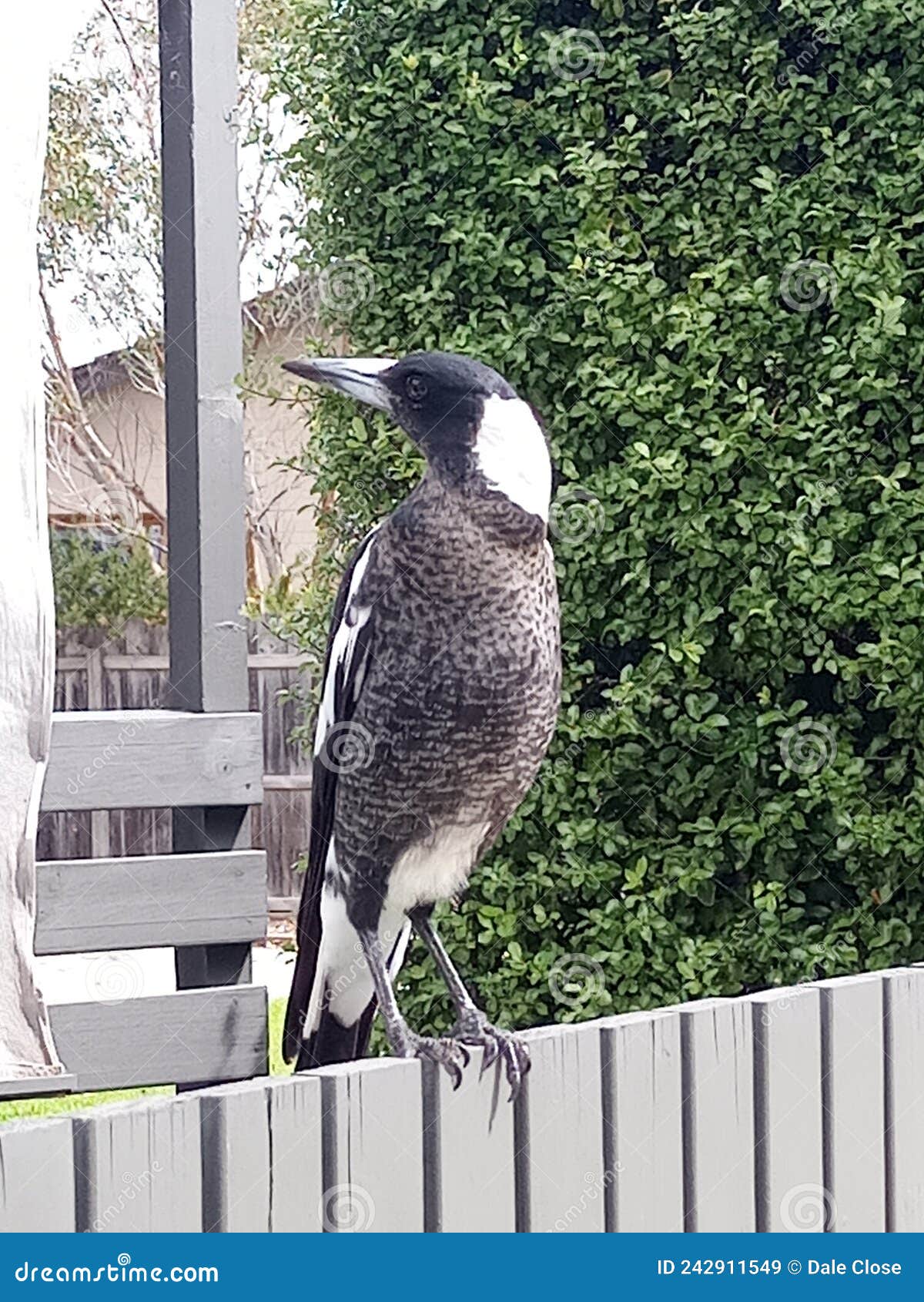 Magpie on fence stock image. Image of wing, yard, branch - 242911549