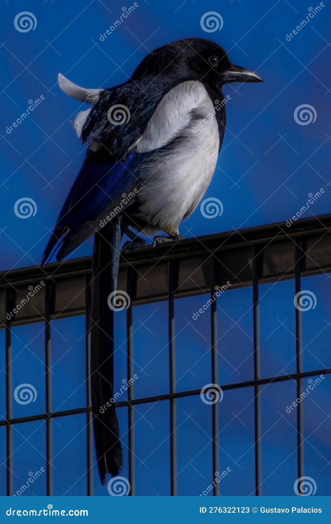 Magpie on Fence with Blue Sky Stock Image - Image of post, australia ...
