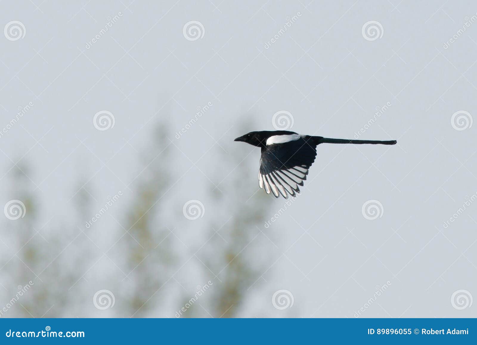 Magpie in flight stock image. Image of blue, black, white - 89896055