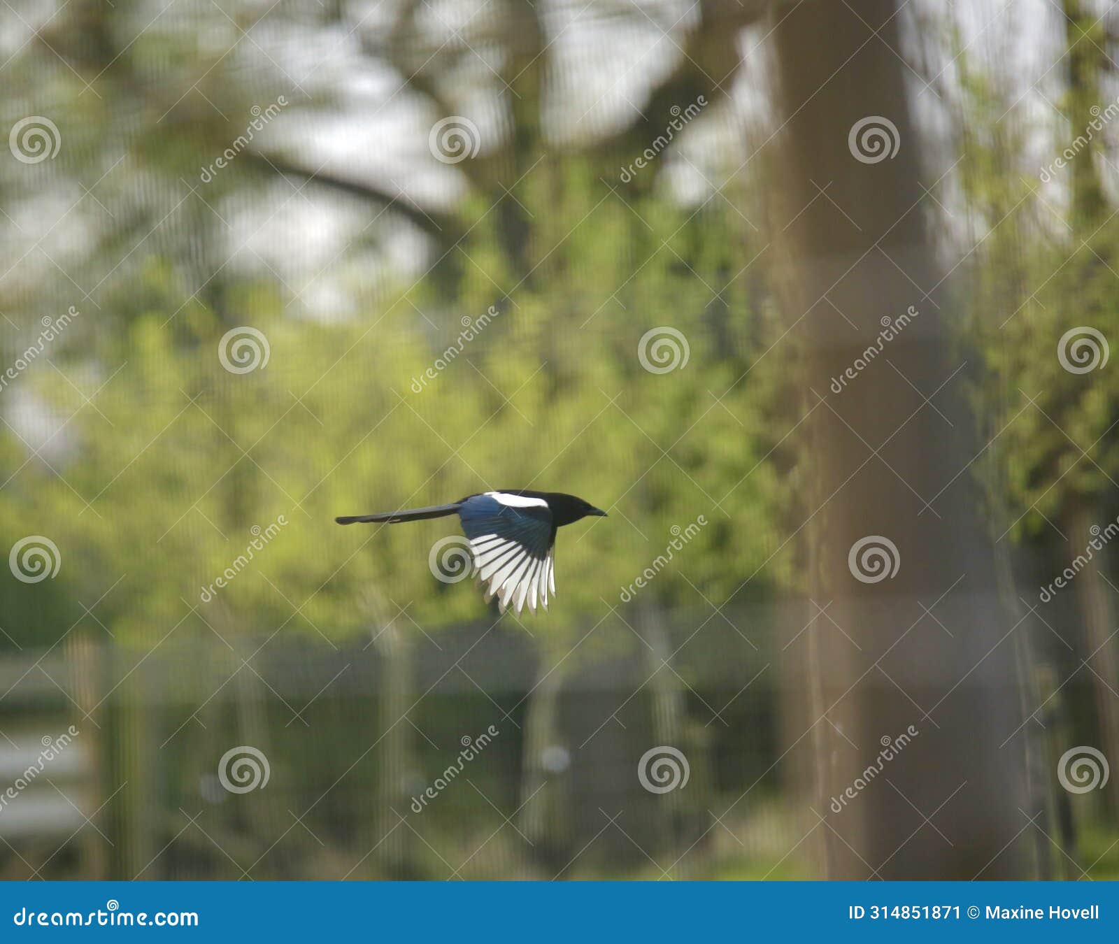Magpie in Flight Past Trees Stock Image - Image of birds, nature: 314851871