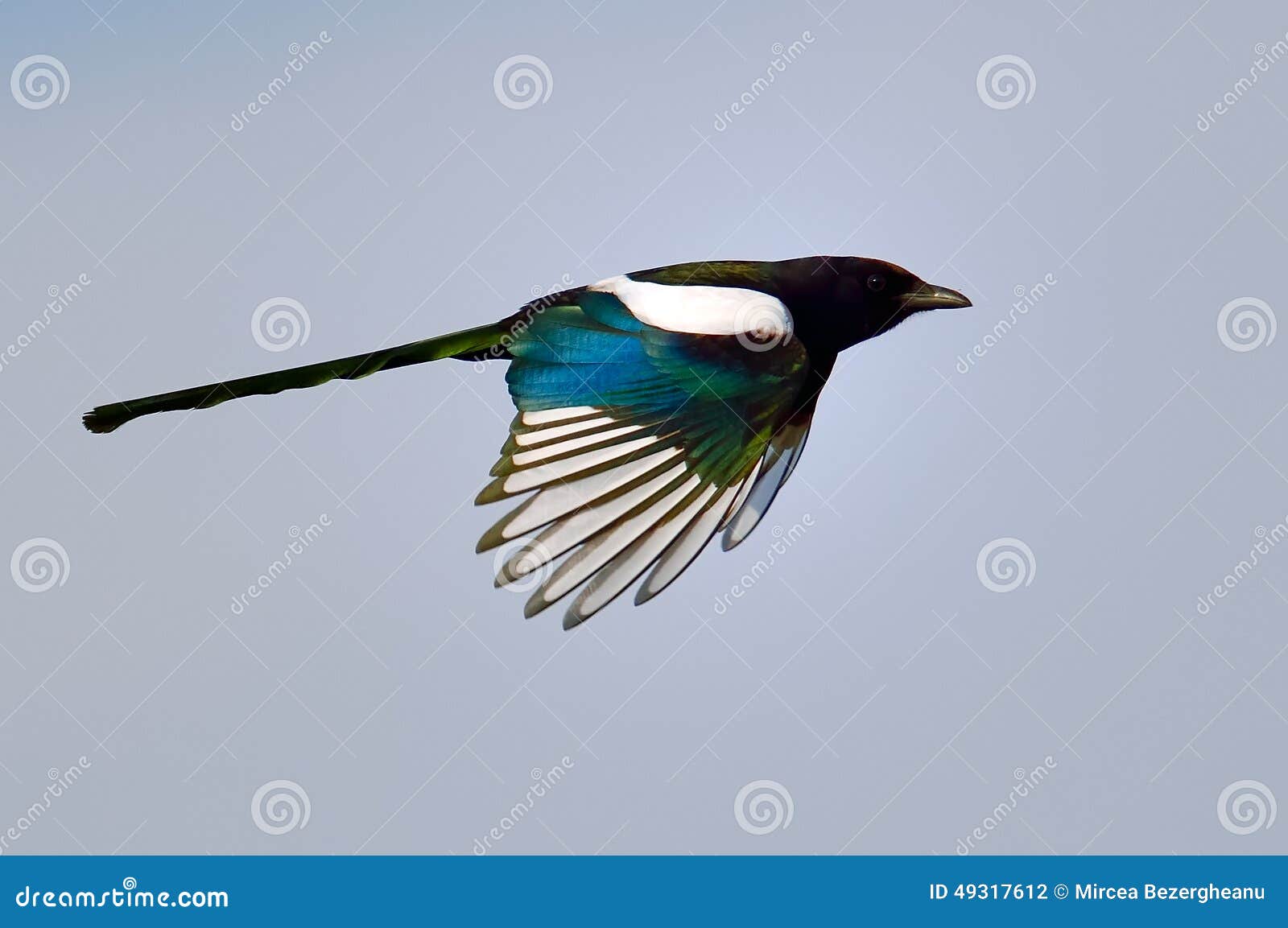 Magpie in Flight (pica Caudata) Stock Photo - Image of wings, wildlife ...