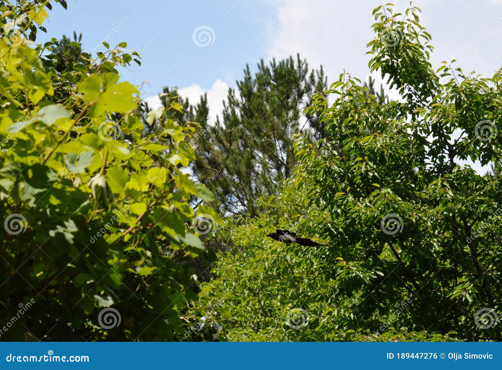 Magpie in Flight between the Trees Stock Photo - Image of color, animal ...