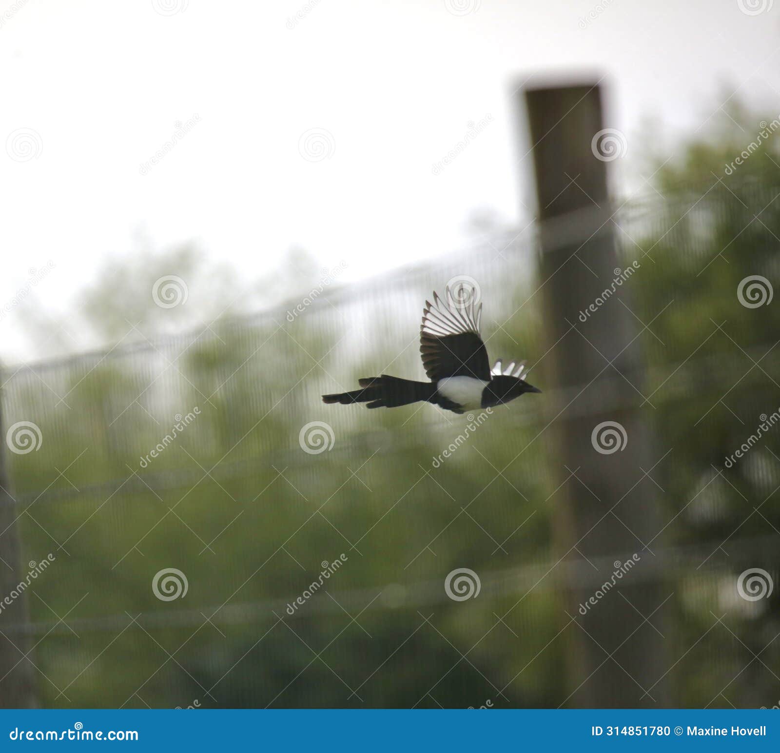 Magpie in Flight through Trees Stock Photo - Image of animals, nature ...
