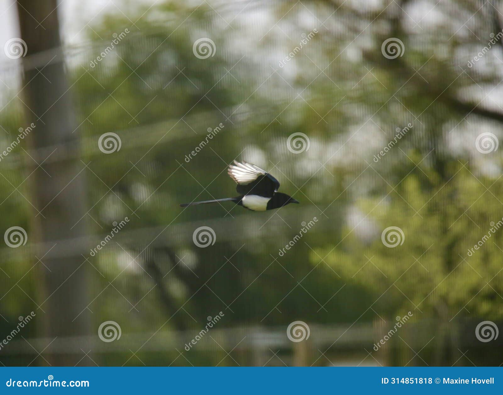 Magpie in Flight through Trees Stock Photo - Image of birds, water ...