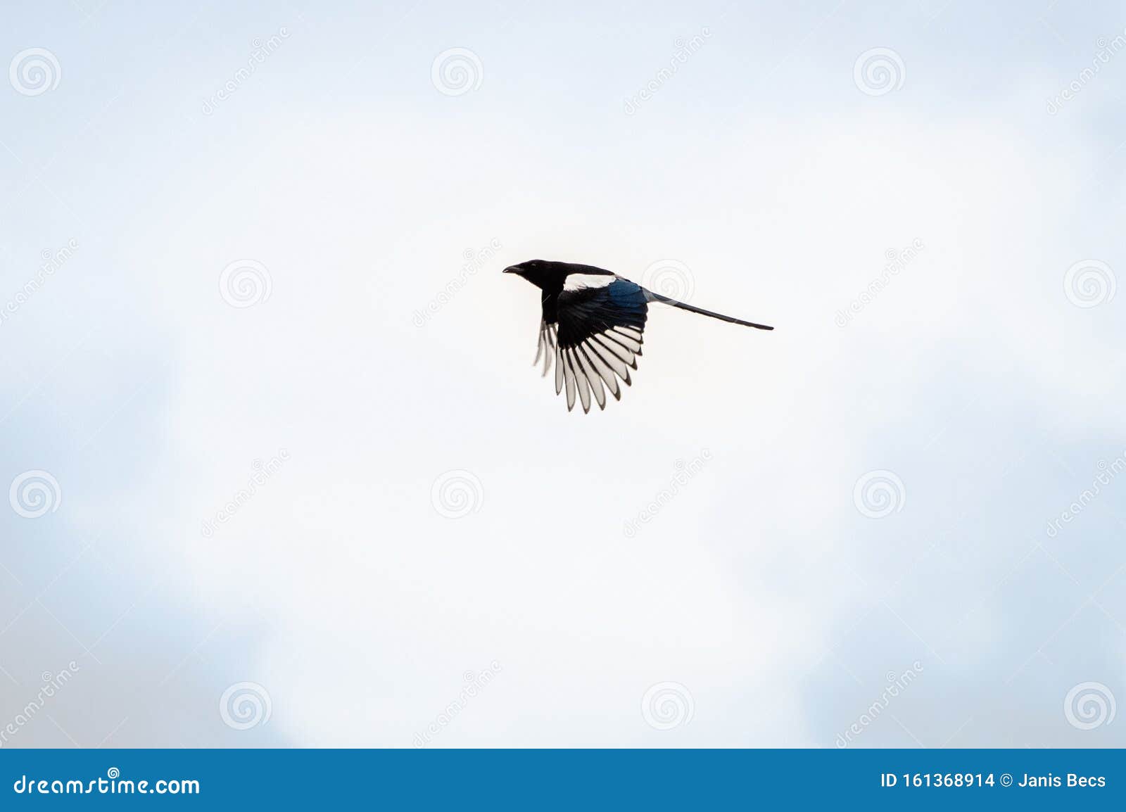 Magpie flying in the sky stock photo. Image of space - 161368914