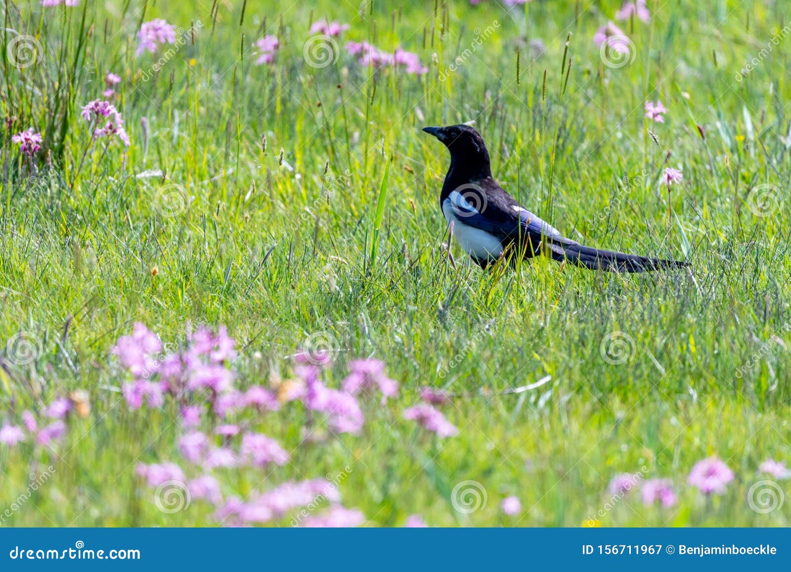 Magpie on the German Island Amrum (Oomram), Germany Stock Image - Image ...