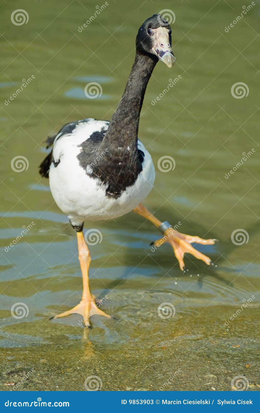 Magpie goose stock image. Image of dancer, wild, freedom - 9853903