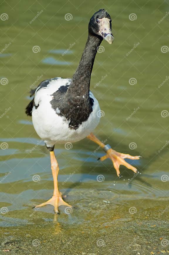 Magpie goose stock image. Image of dancer, wild, freedom - 9853903