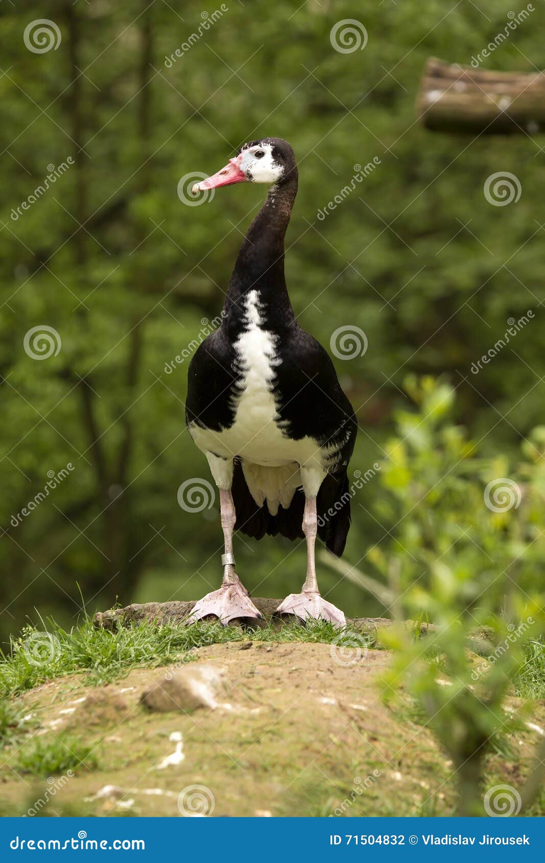 Magpie Goose, Anseranas Semipalmata, a Large Goose Stock Photo - Image ...