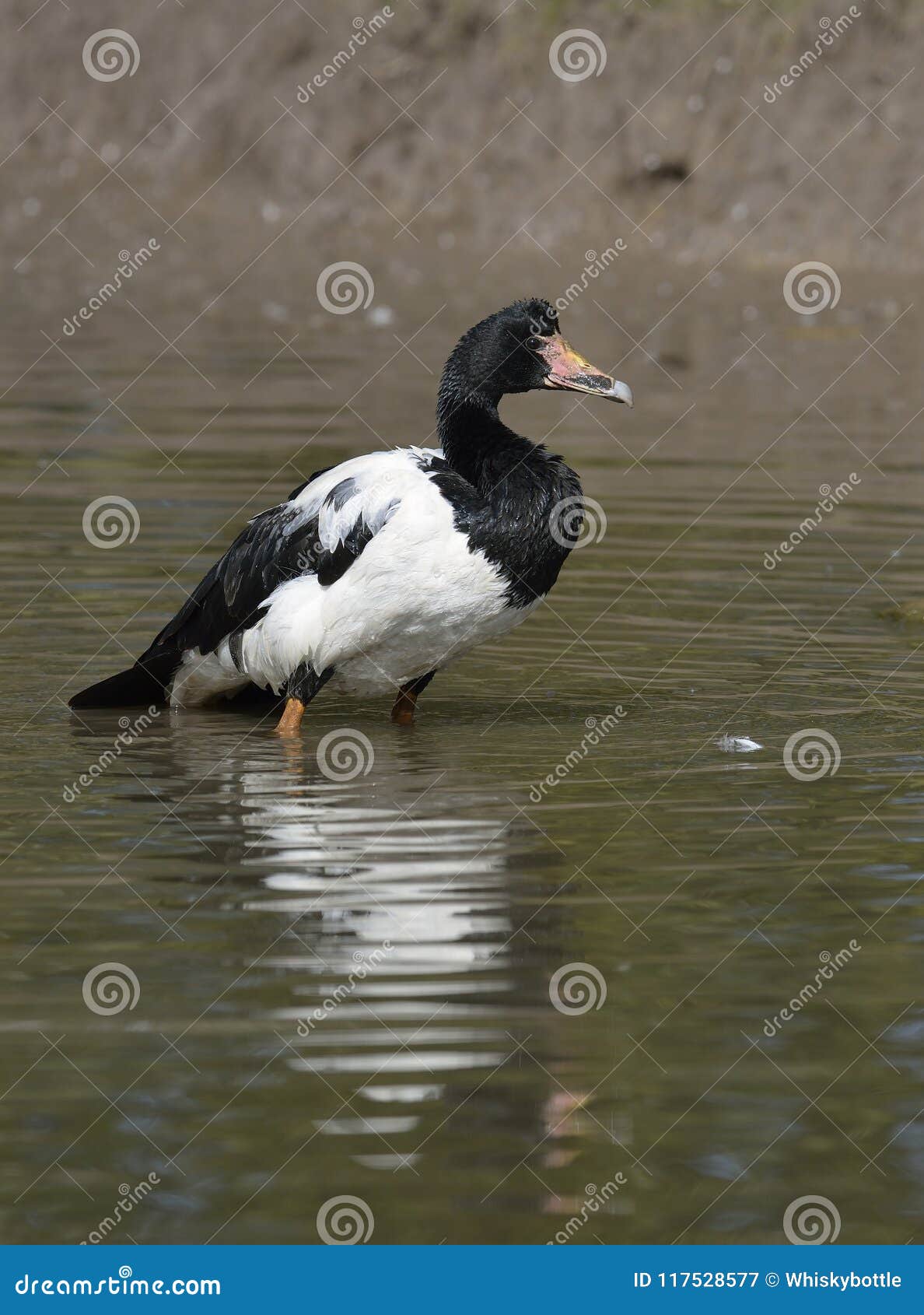 Magpie Goose stock image. Image of goose, nature, reflection - 117528577