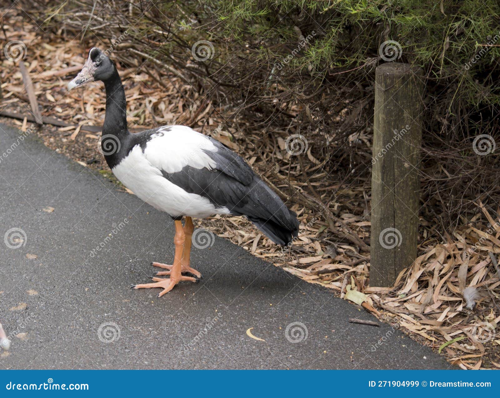 The Magpie Goose is Walking on a Path Stock Image - Image of beak ...