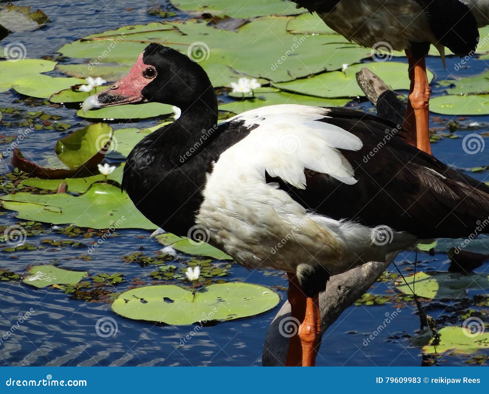 Magpie goose stock image. Image of goose, lilypads, pond - 79609983