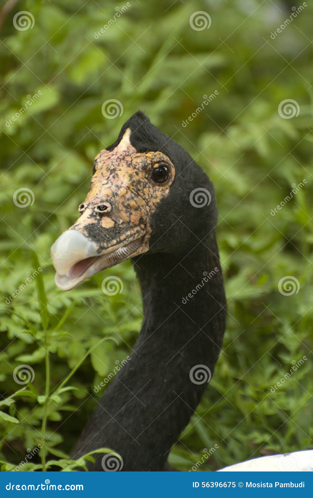 Magpie goose stock image. Image of magpie, goose, endangered - 56396675