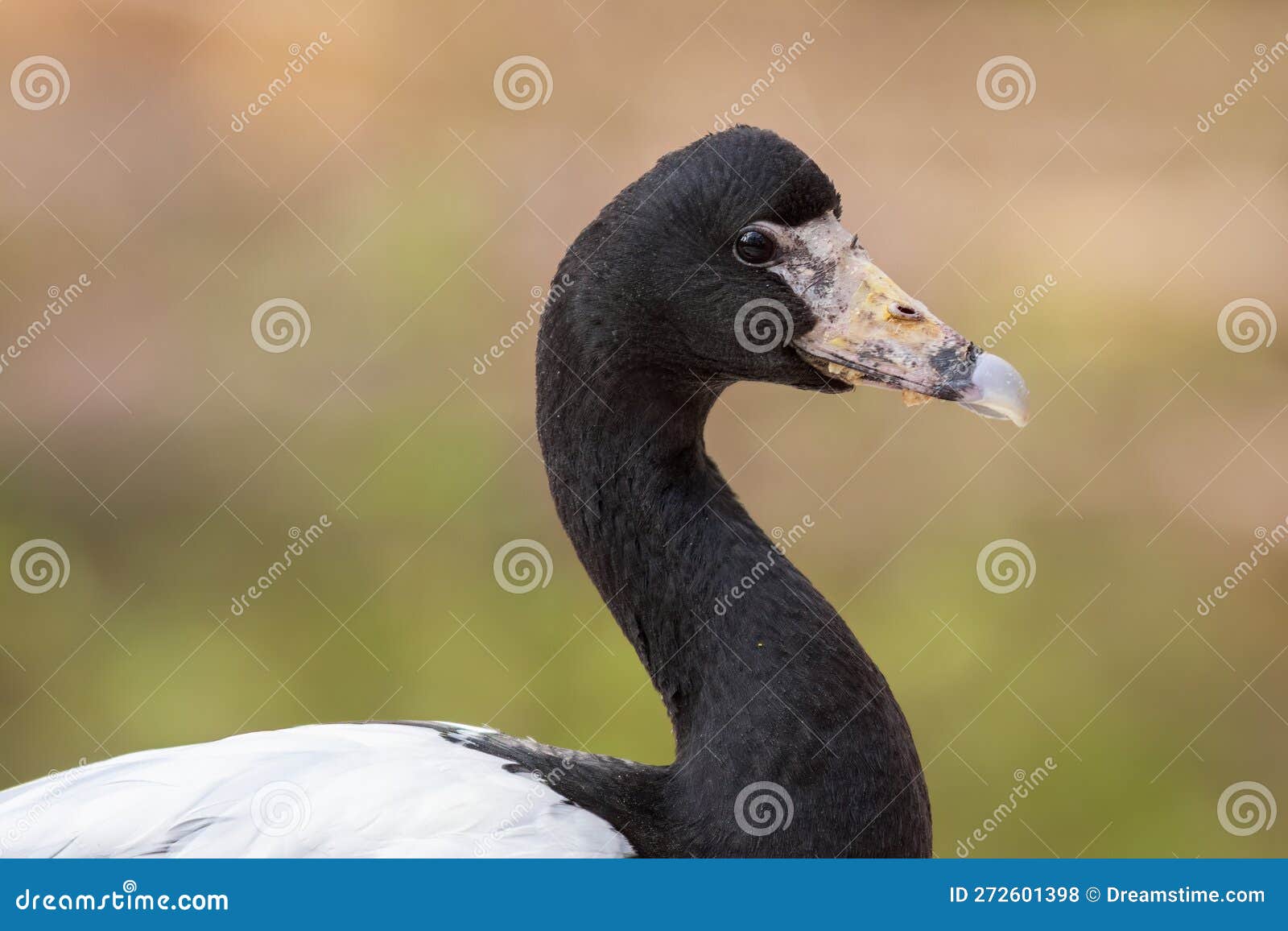 Magpie Goose stock photo. Image of bird, prey, magpie - 272601398