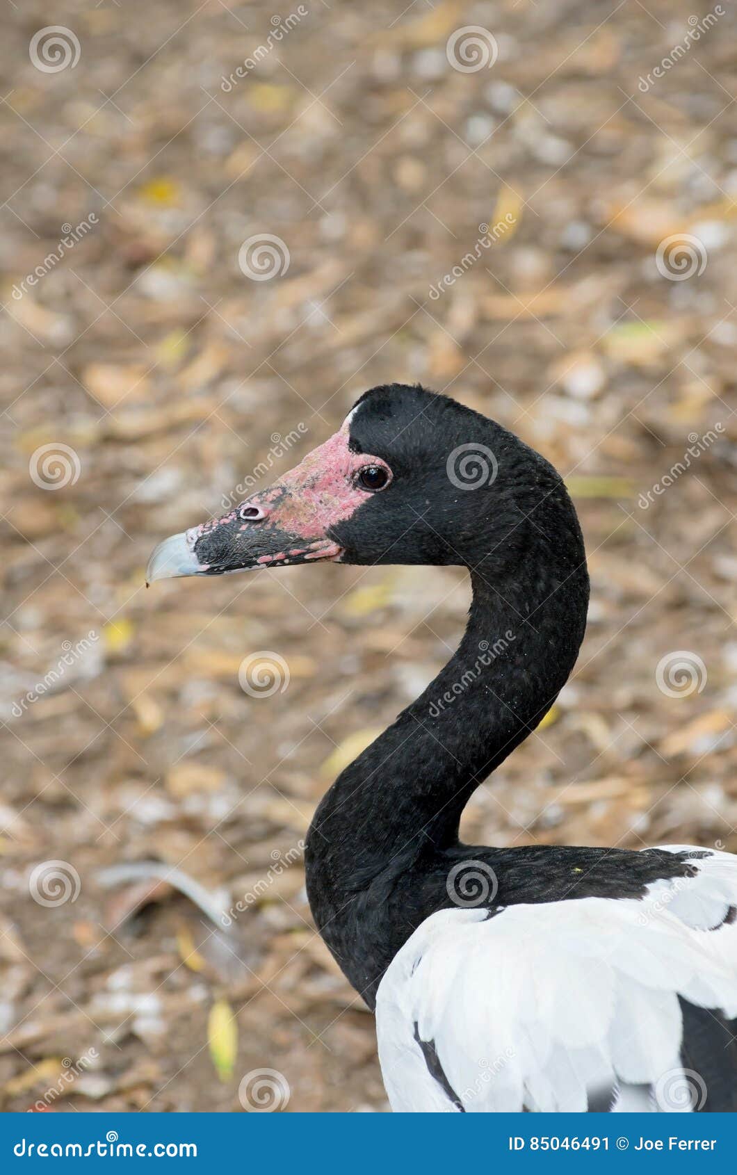 Magpie Goose Side View stock image. Image of neck, animal - 85046491