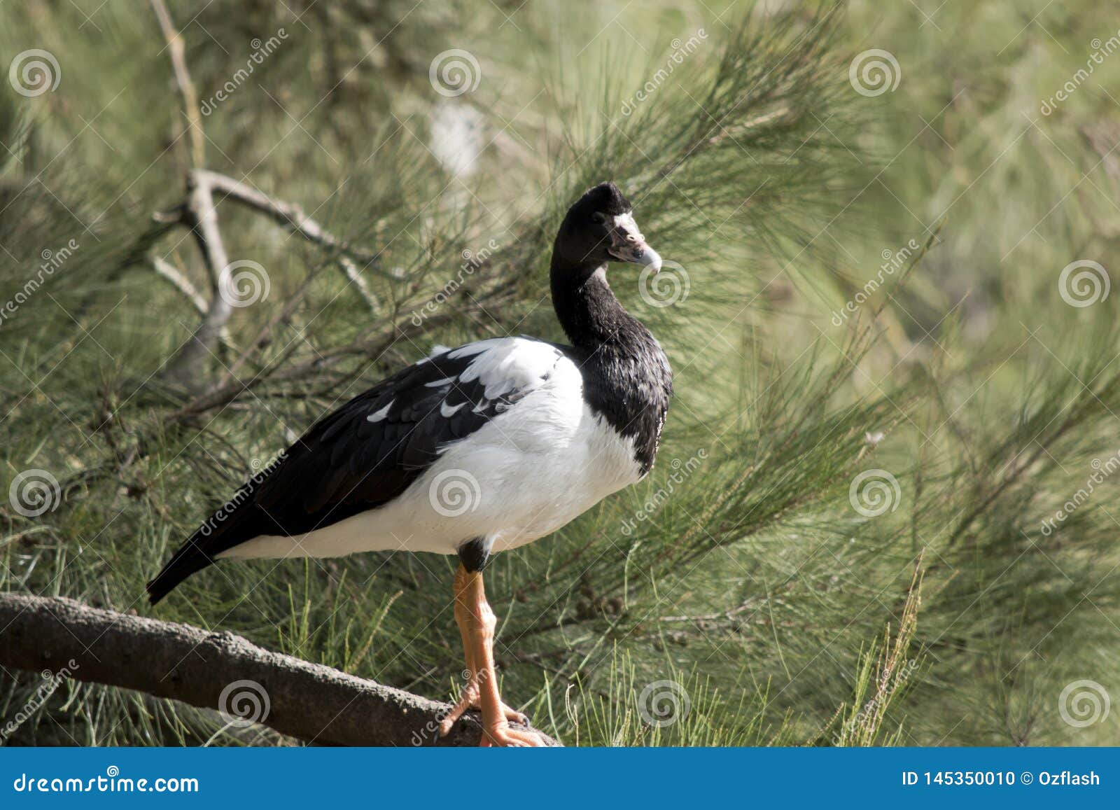 A magpie goose stock photo. Image of magpie, tail, bird - 145350010