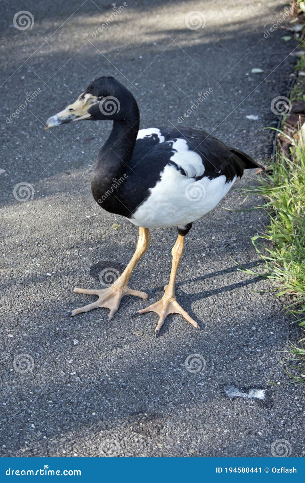 The Magpie Goose is Walking on a Path Stock Image - Image of feet ...