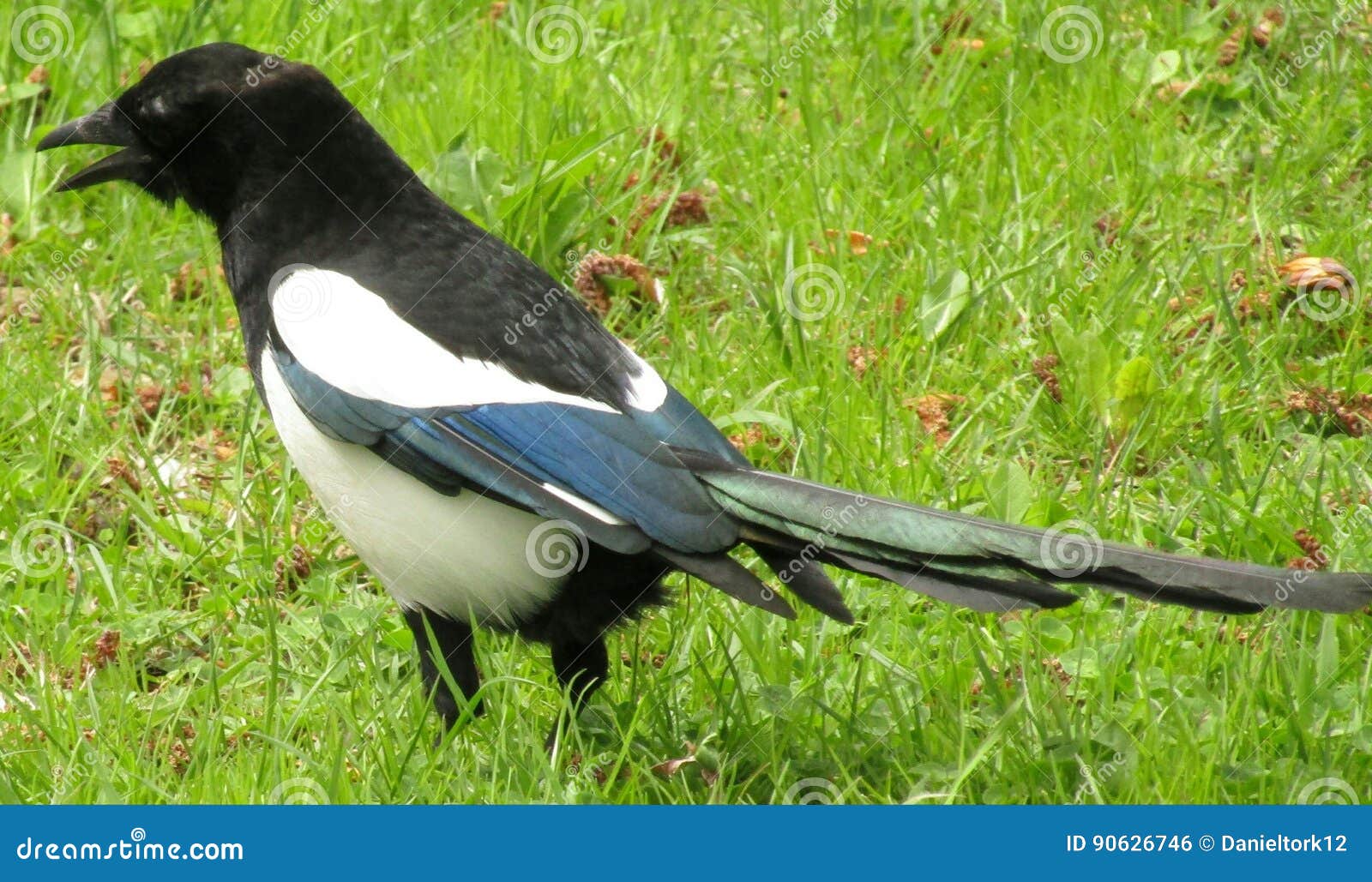 Magpie on grass stock photo. Image of bird, closeup, tail - 90626746