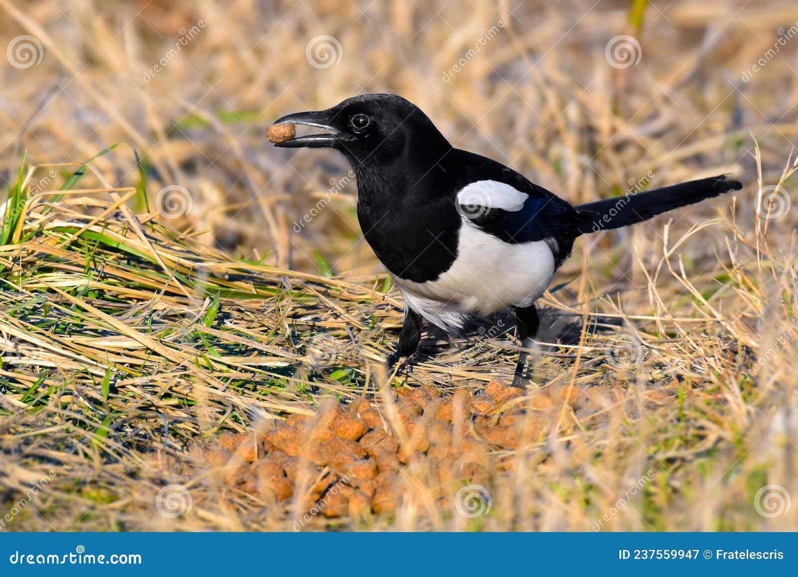 Magpie on the Ground Feeding with Dog Food - Pica Pica Stock Image ...