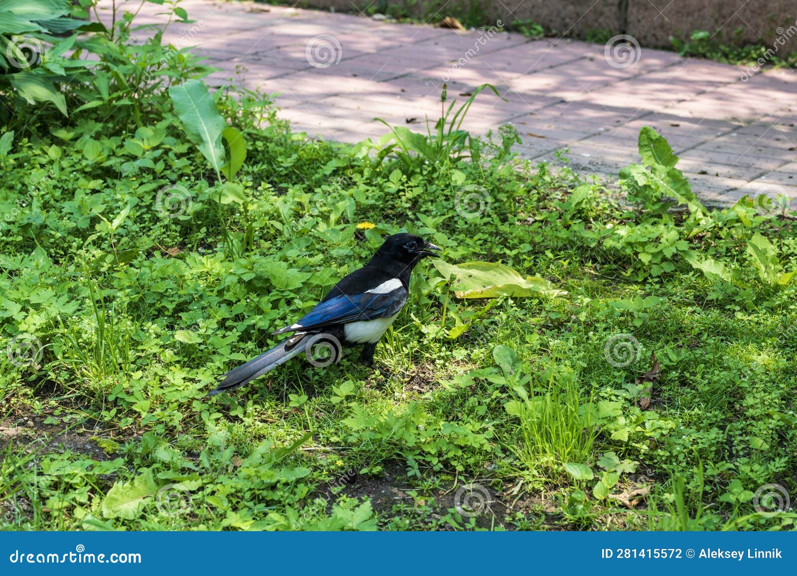 Magpie on the Ground in the Park Stock Photo - Image of green, plant ...