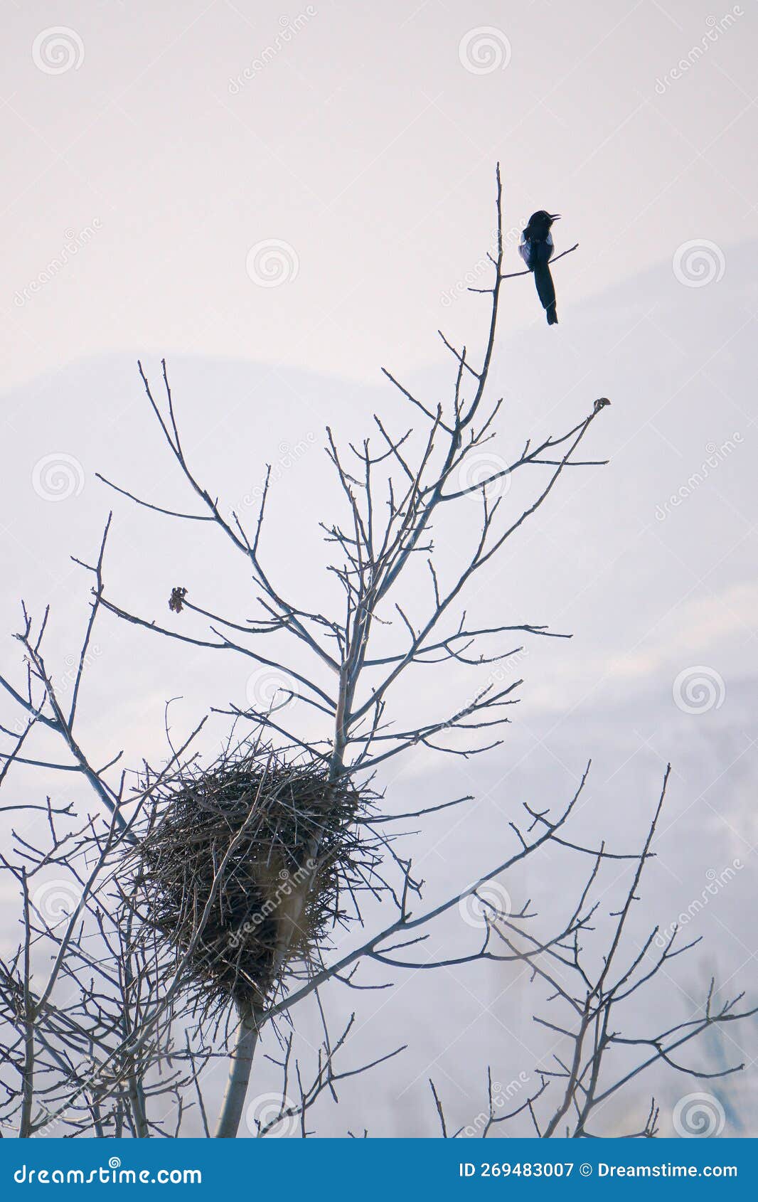 Magpie nest stock image. Image of guarding, tree, nature - 269483007