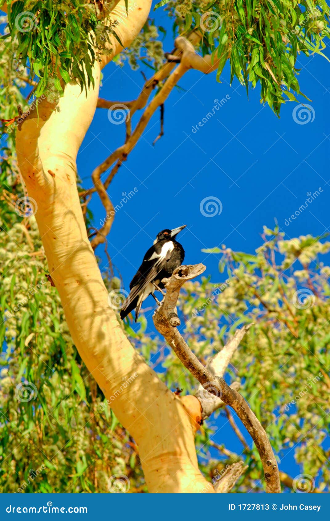 Magpie in Gum tree 2 stock image. Image of australiana - 1727813