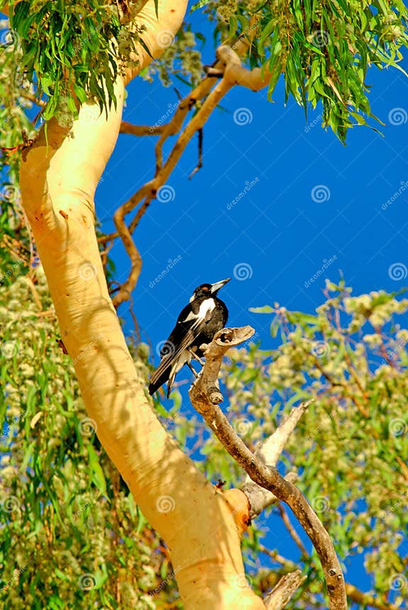 Magpie in Gum tree 2 stock image. Image of australiana - 1727813