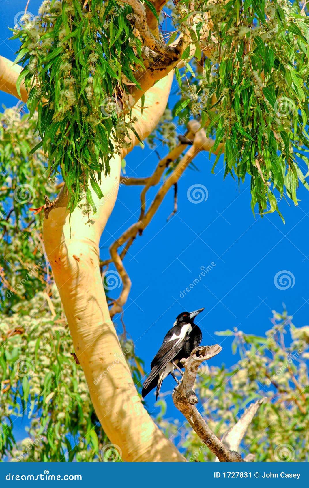 Magpie in Gum tree #2 stock image. Image of holiday, stockman - 1727831