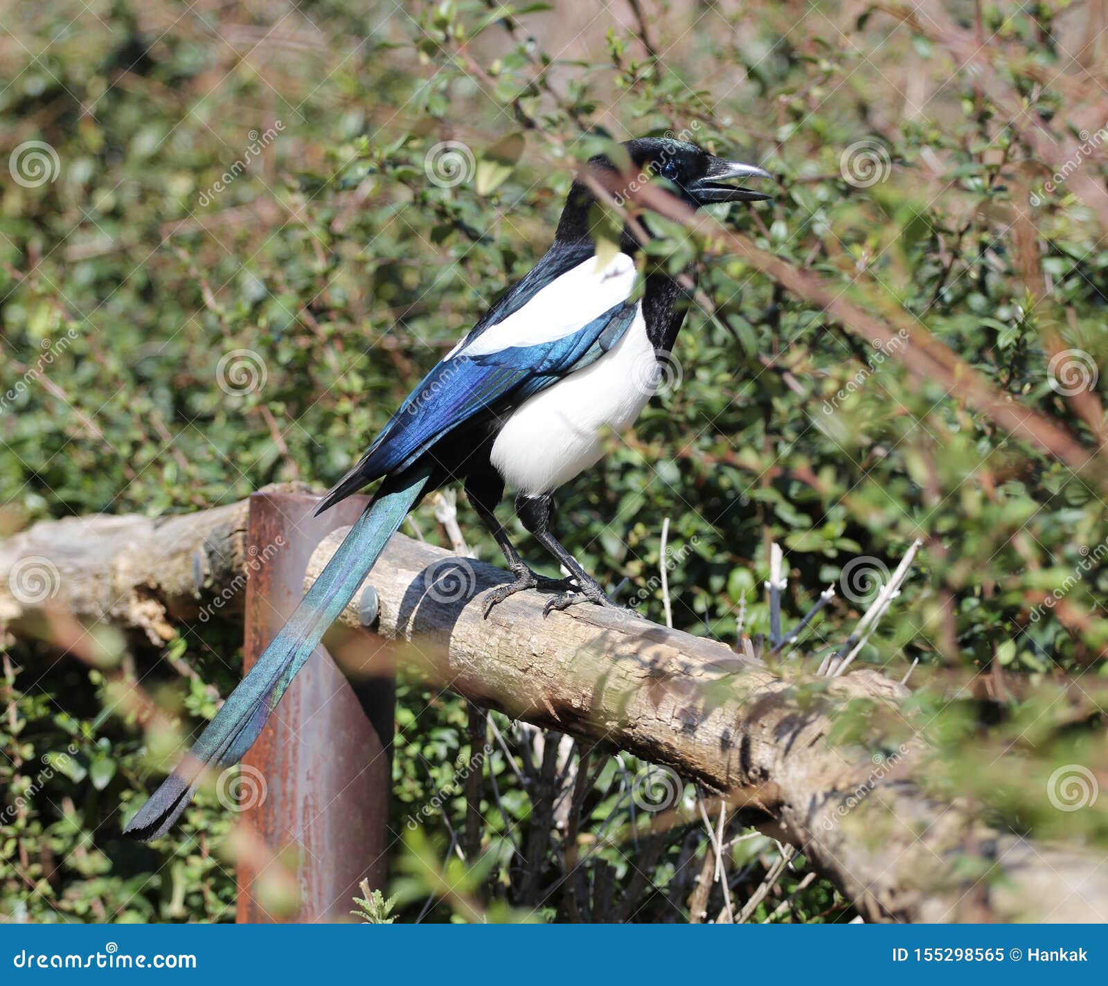 Magpie hidden in bushes stock image. Image of animal - 155298565