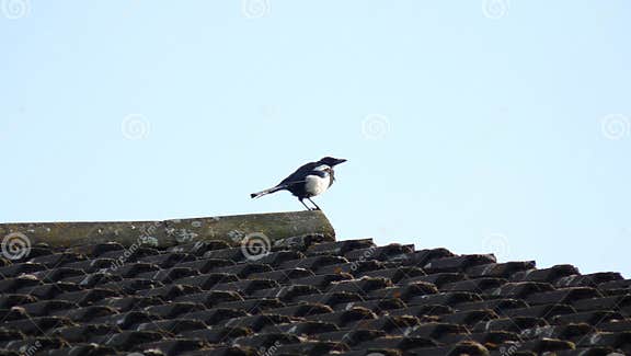 Magpie on the house stock photo. Image of perched, blue - 43164074