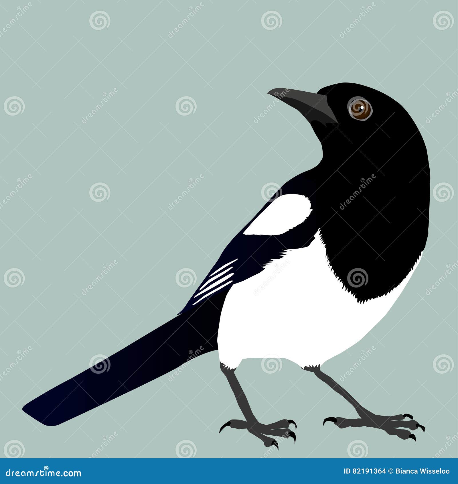 Magpie stock vector. Illustration of robber, wildlife - 82191364