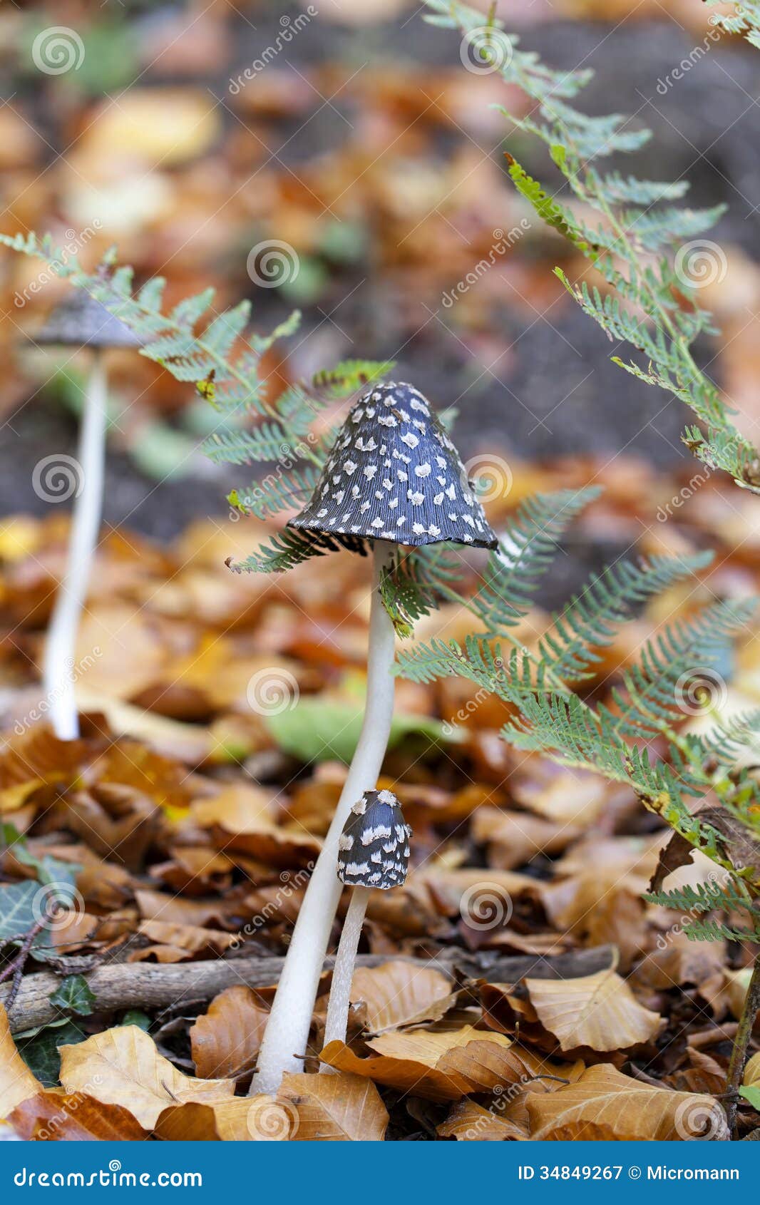 Magpie Inkcap stock image. Image of shot, toadstool, detail - 34849267