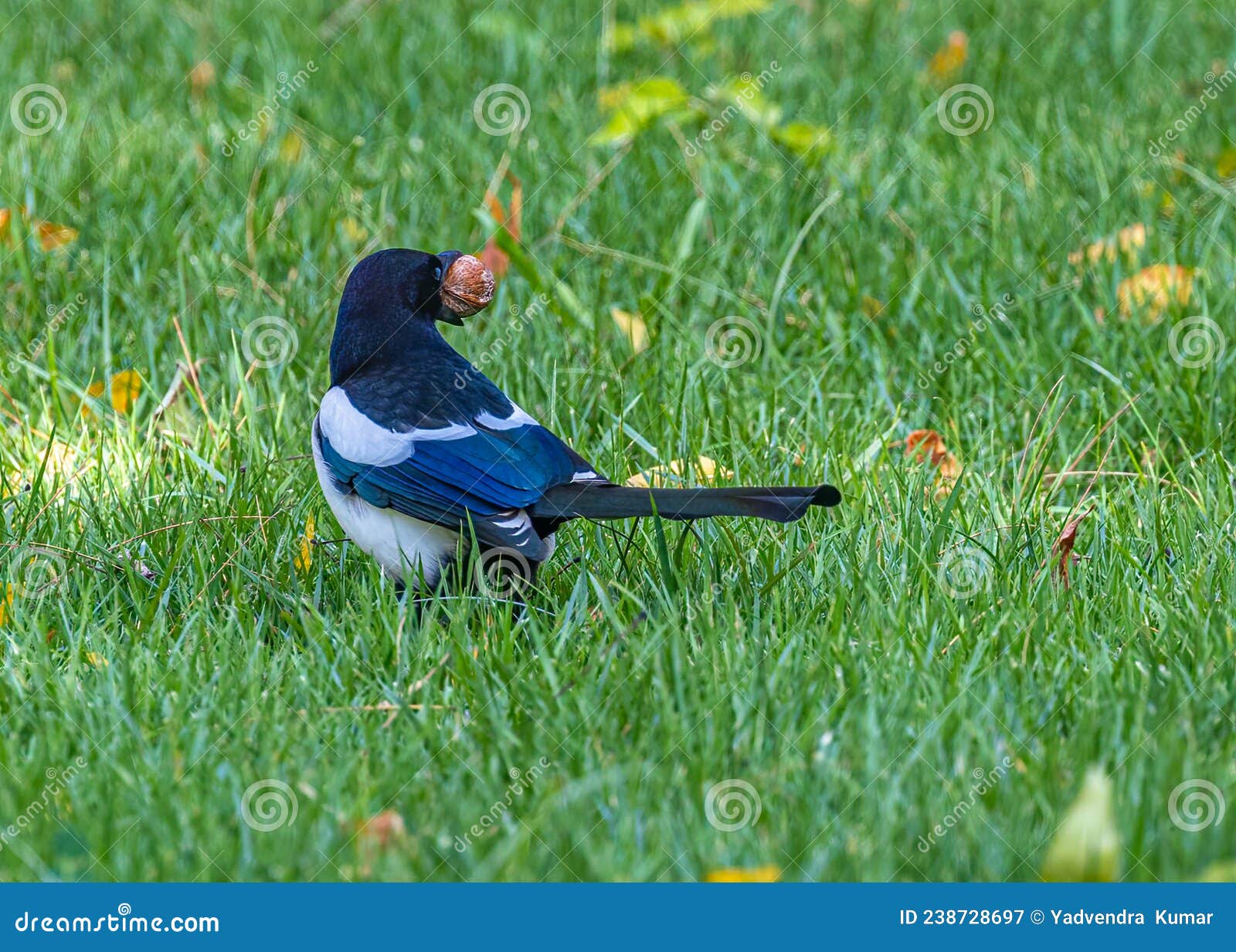 A Magpie with its food stock image. Image of water, wildlife - 238728697