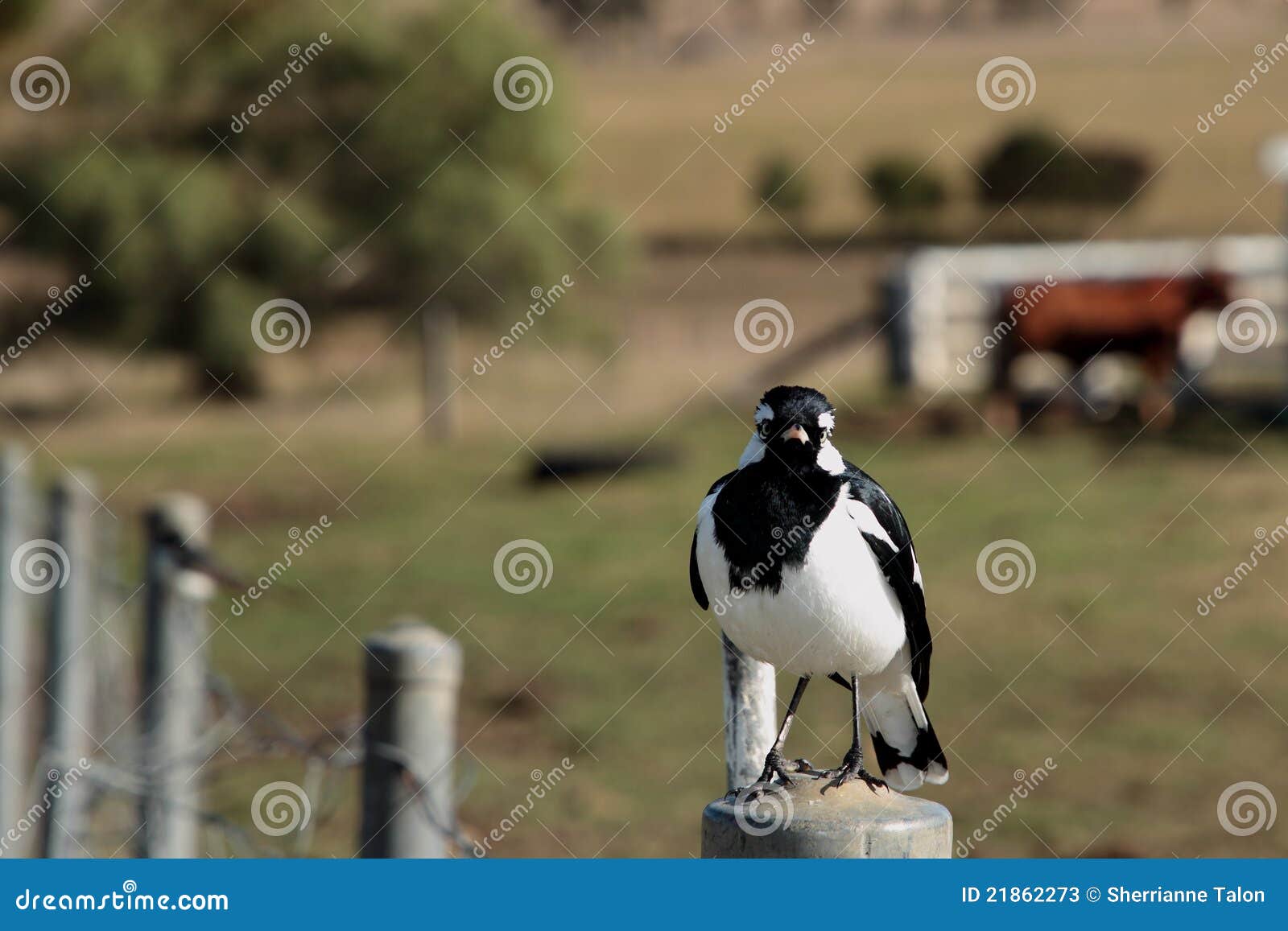Magpie Lark stock image. Image of bush, lark, native - 21862273