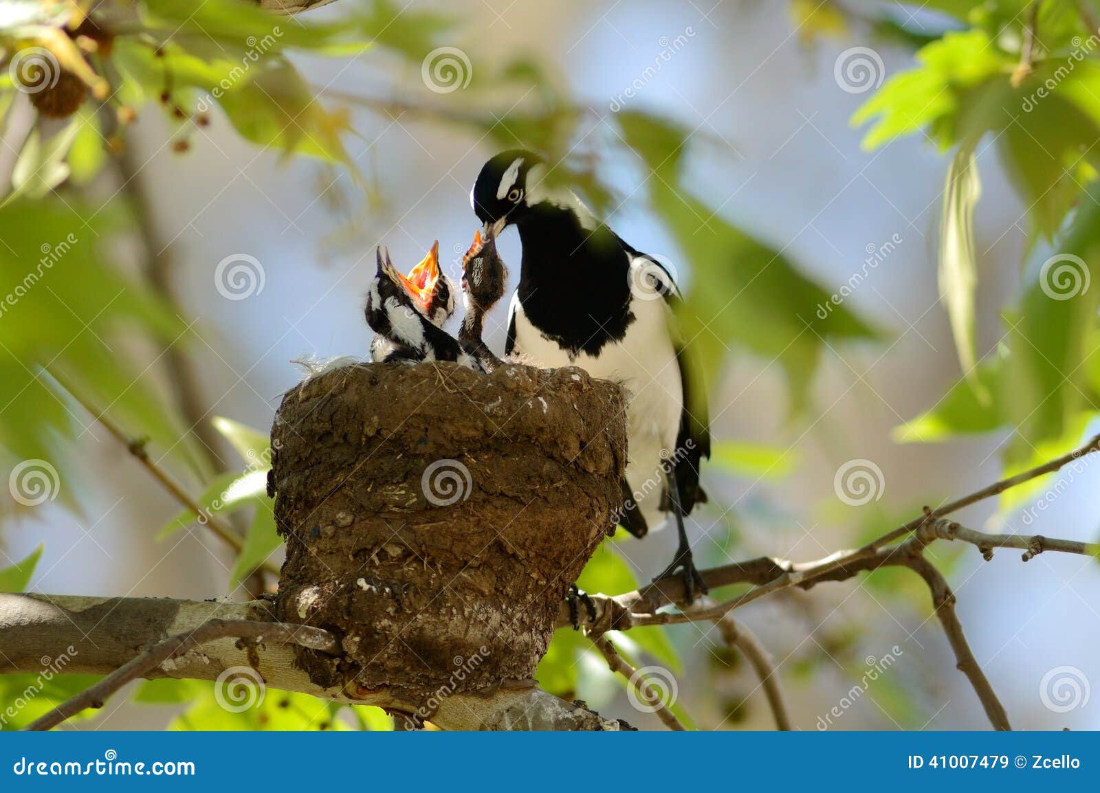 Magpie Nest