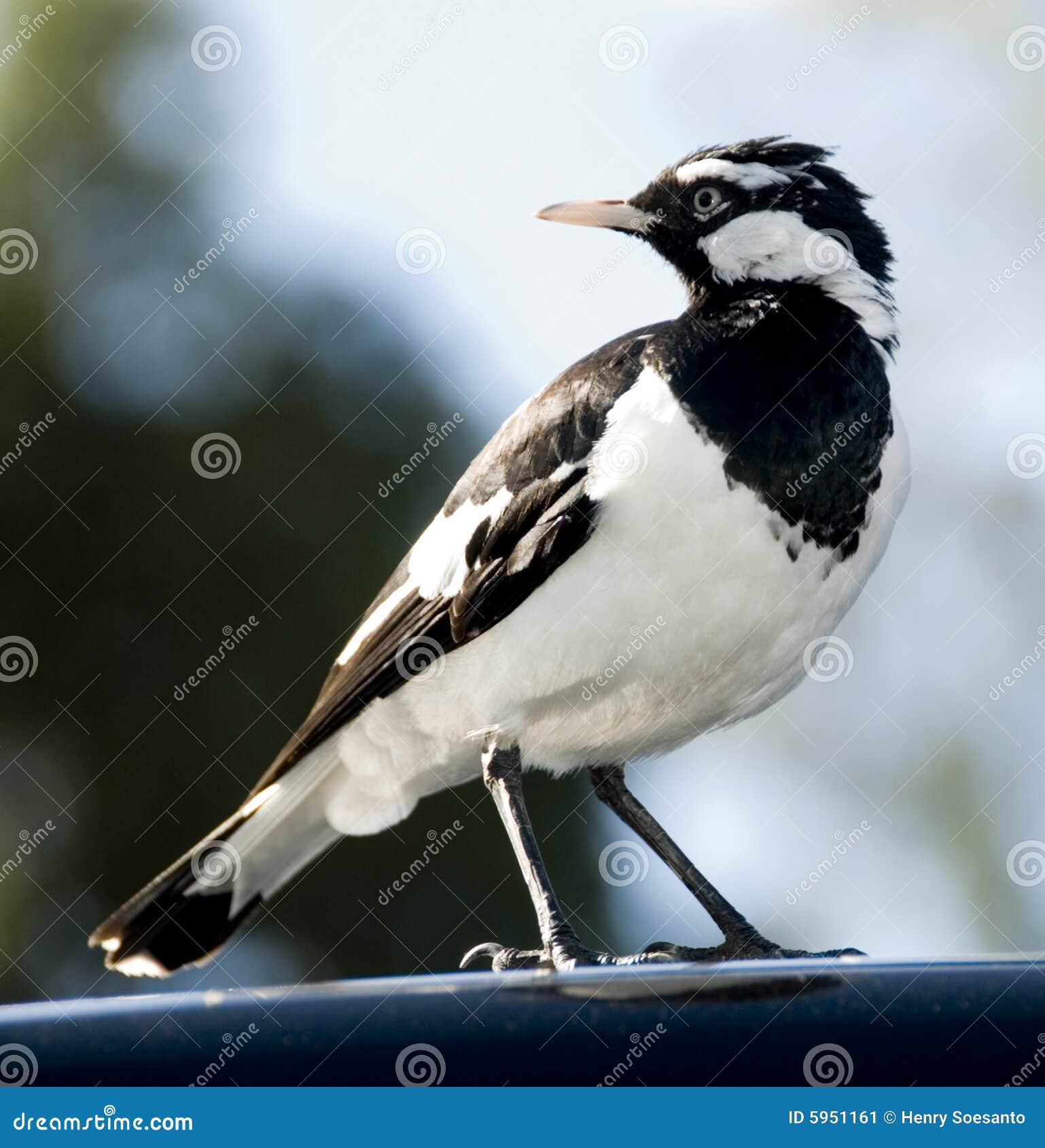 Magpie Lark Grallina Cyanoleuca Stock Image - Image of black, magpie ...