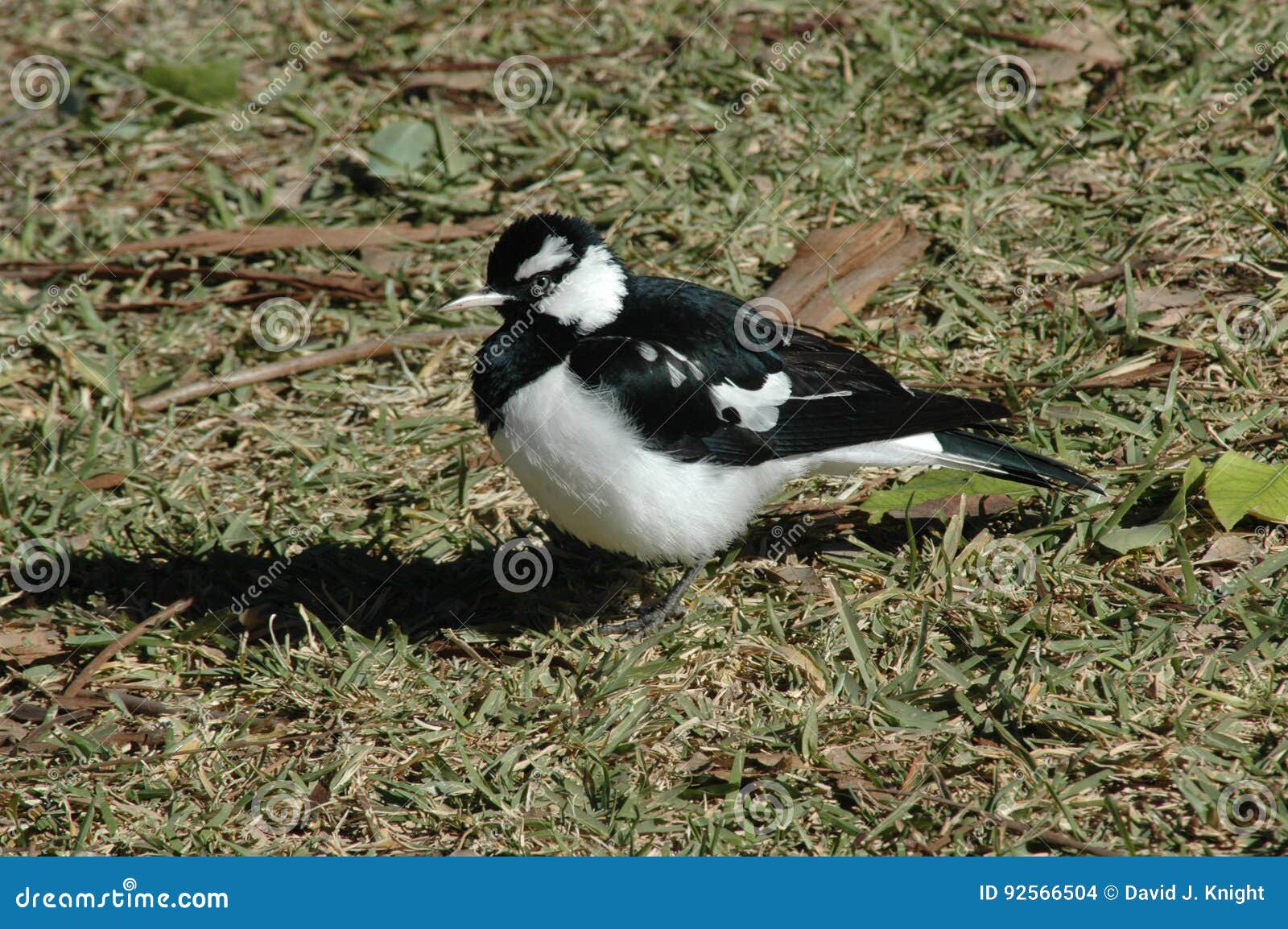 Magpie Lark stock photo. Image of bird, lark, australian - 92566504
