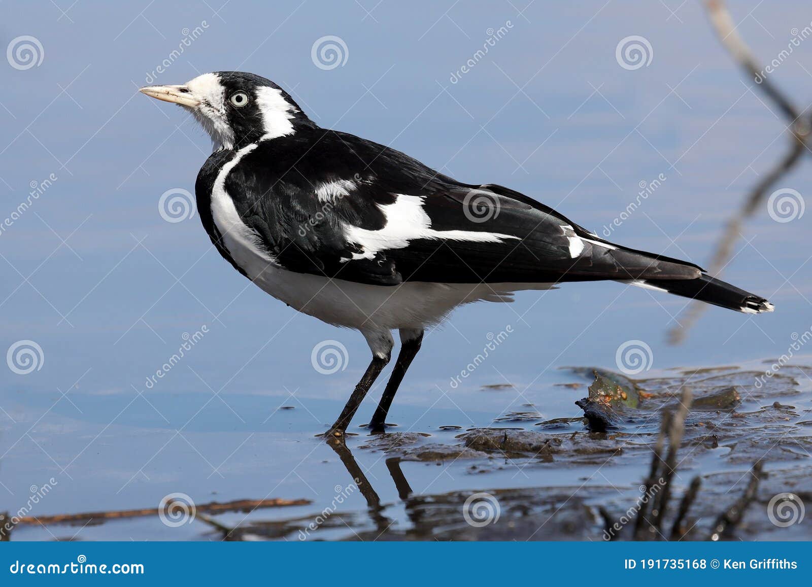 Magpie Lark stock photo. Image of australia, standing - 191735168