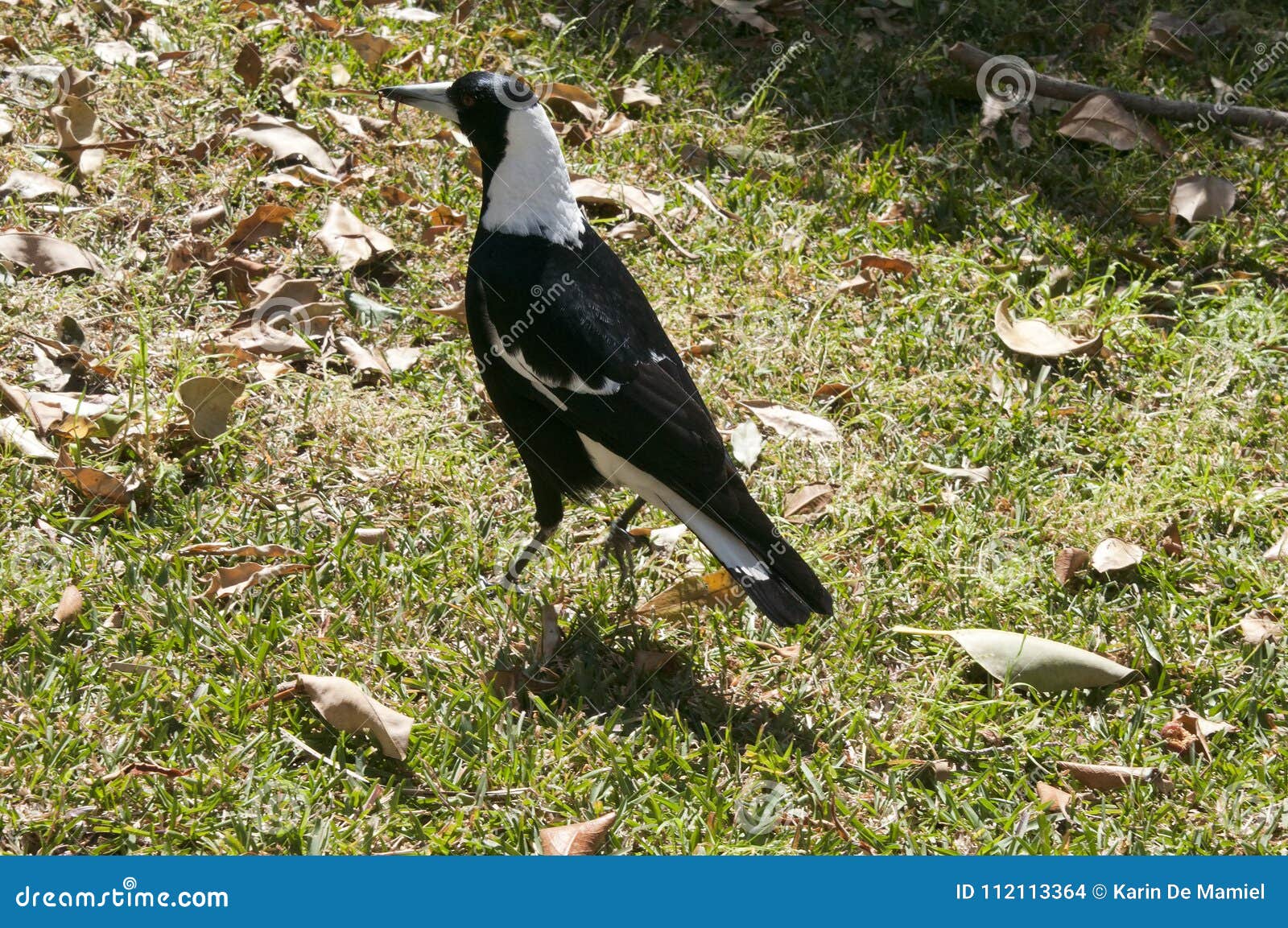 Magpie on lawn stock photo. Image of environment, male - 112113364