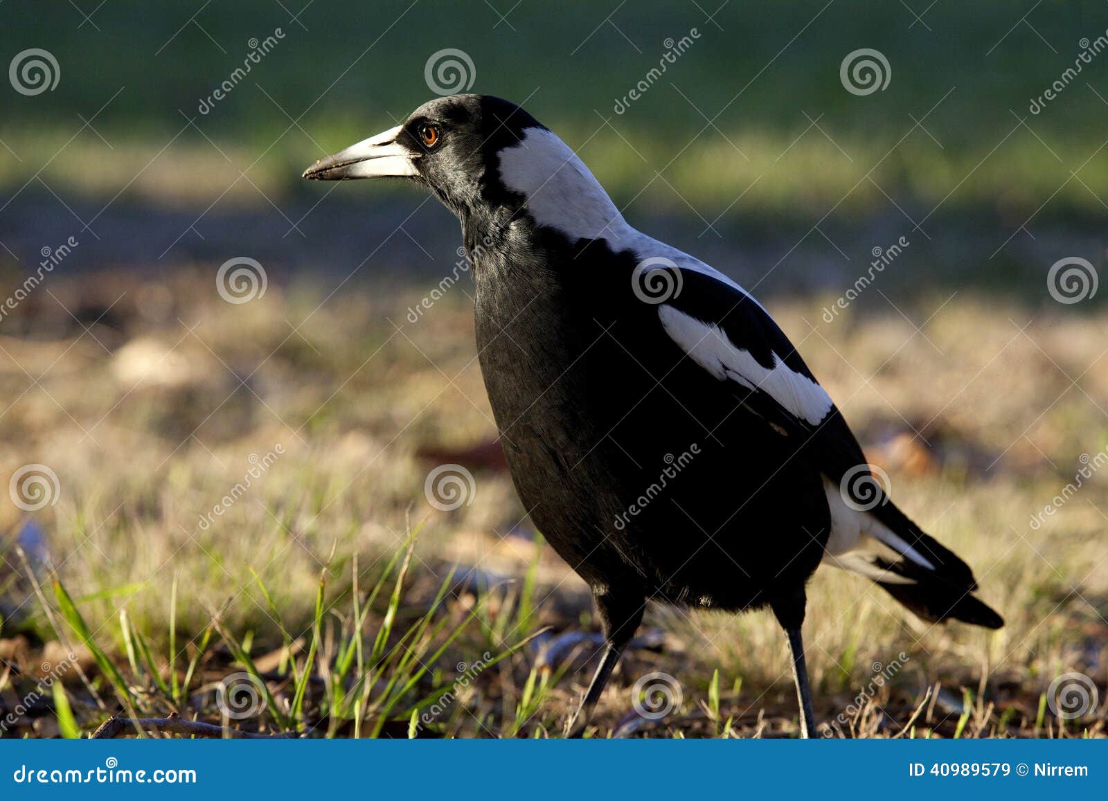 Magpie stock image. Image of curiosity, stare, nature - 40989579