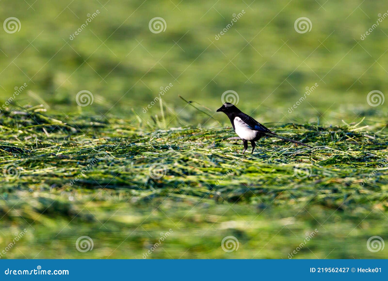Magpie on a meadow stock image. Image of wing, nature - 219562427