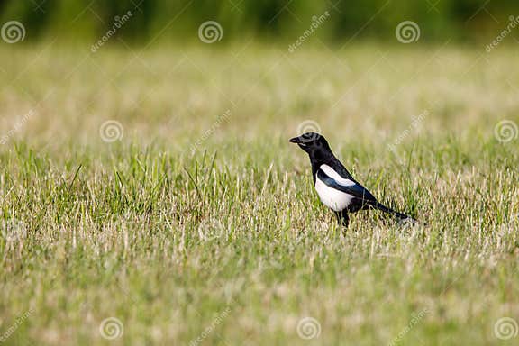 Magpie on a meadow stock image. Image of wings, pica - 248726597