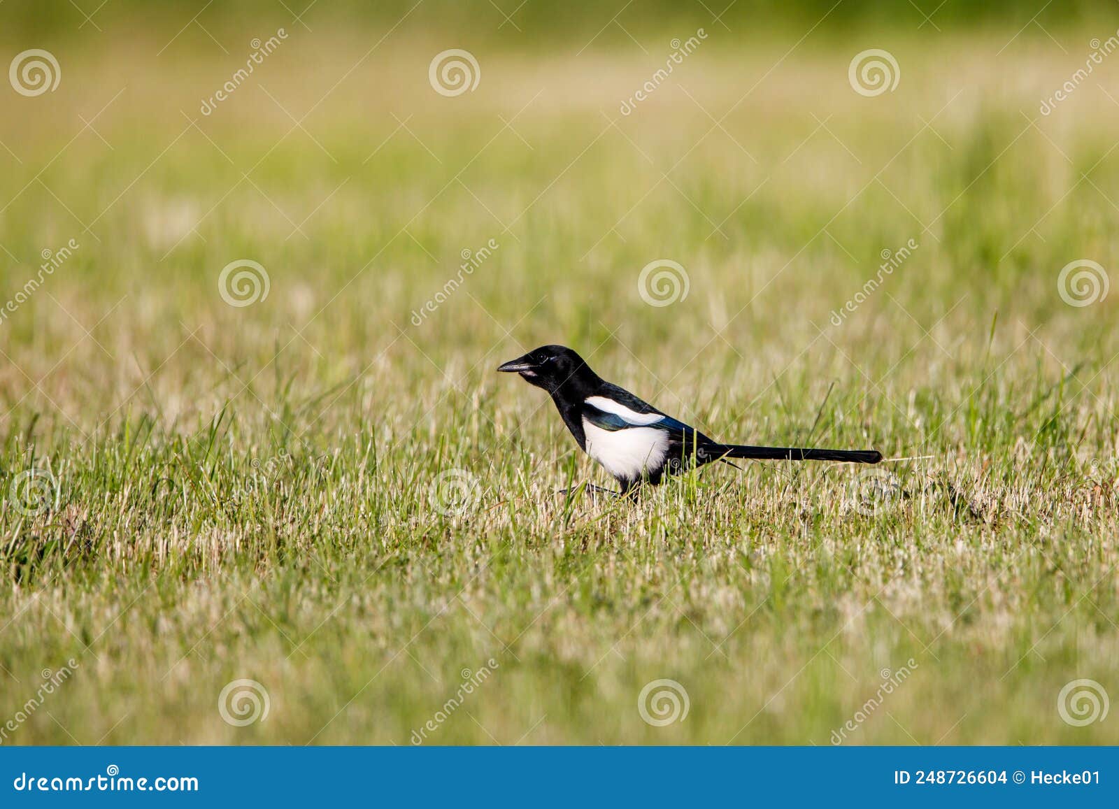 Magpie on a meadow stock photo. Image of feathers, white - 248726604