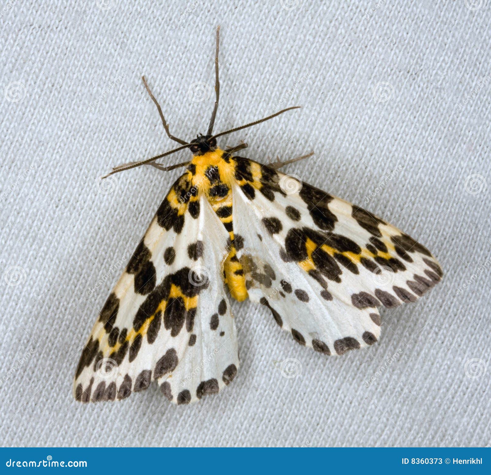 Magpie Moth Picture. Image: 8360373
