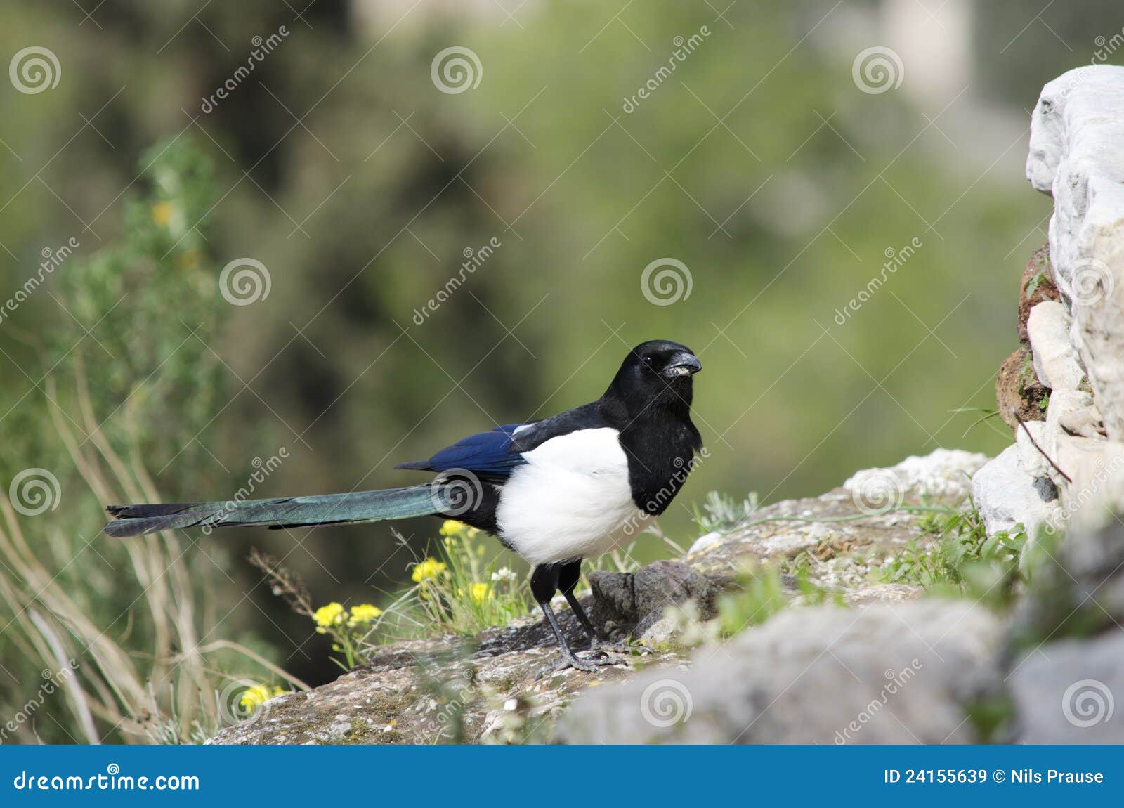 Magpie in the mountains stock image. Image of outdoors - 24155639