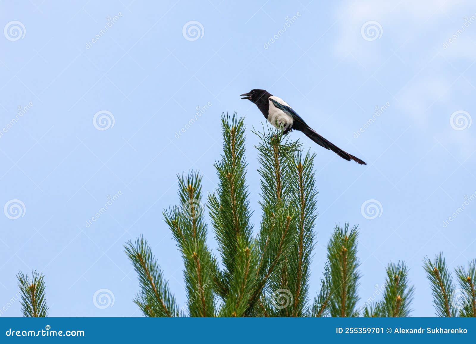 Magpie with an Open Beak on Top of a Pine Tree Stock Image - Image of ...