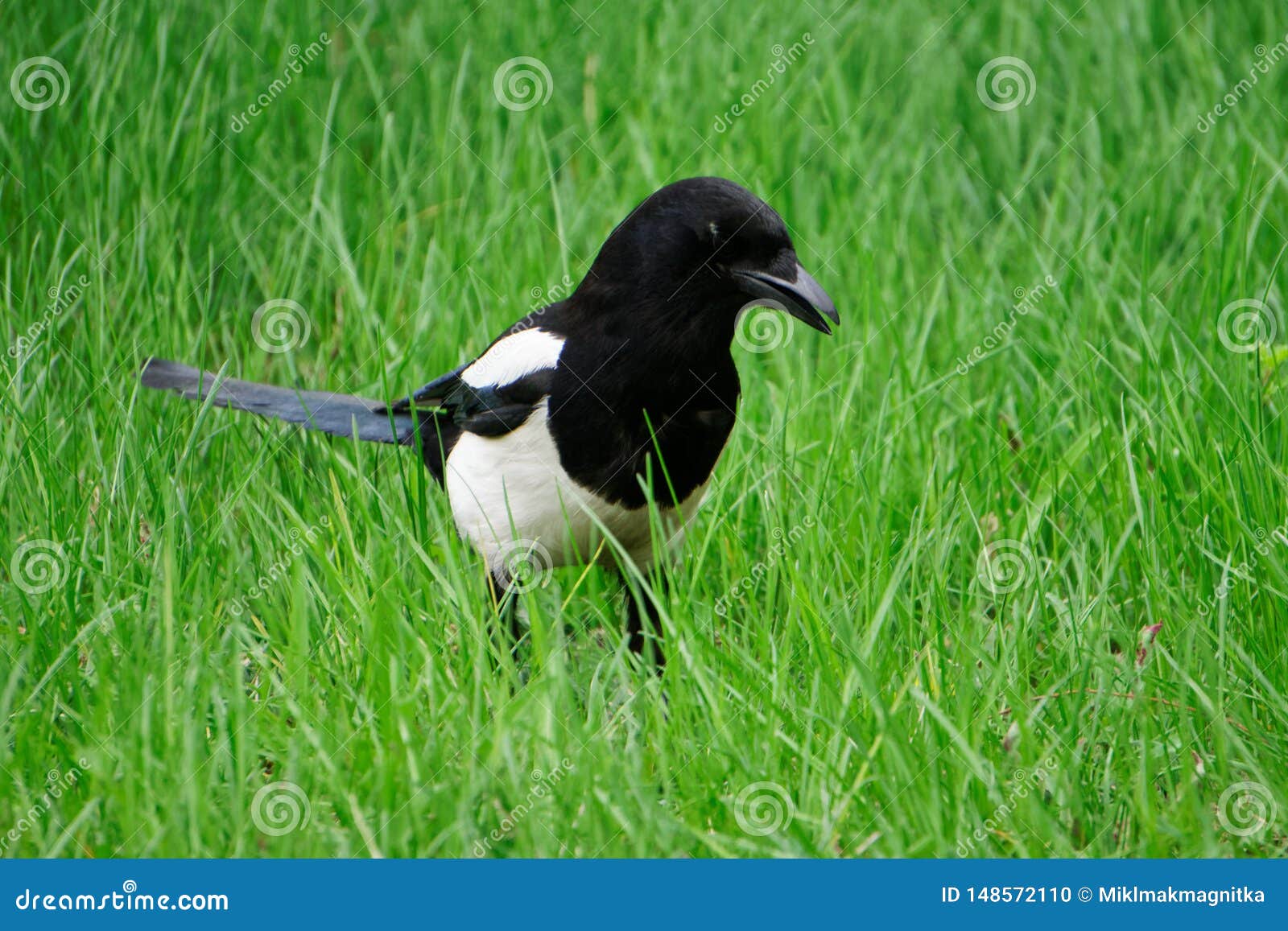Magpie Opened the Beak, Walking in the Fresh Spring Green Grass ...