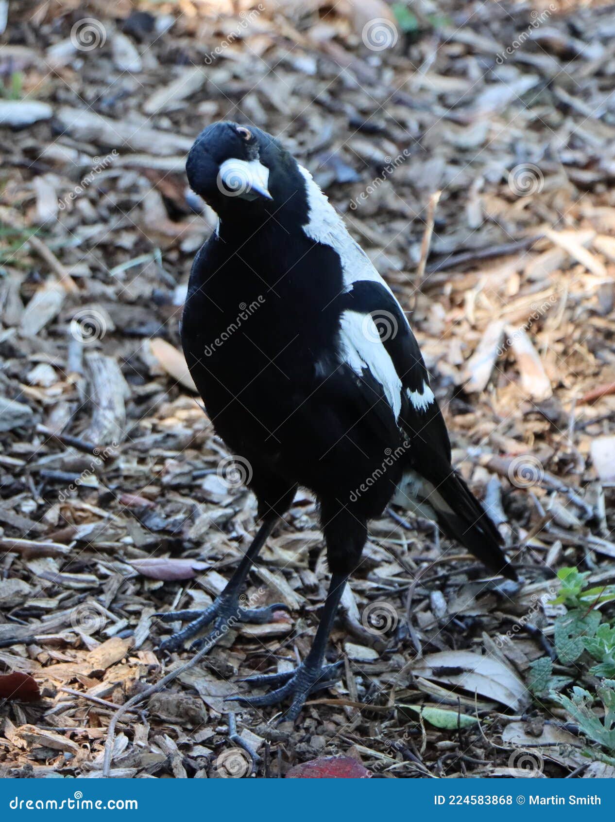 Magpie in Park Looking at Camera with Tilted Head Stock Photo - Image ...